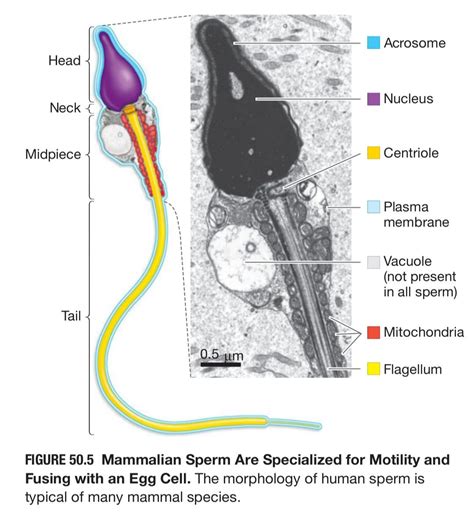Flagella Definition Structure Types Arrangement Functions Examples