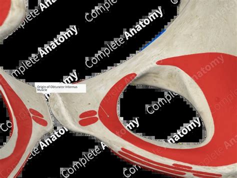 Origin Of Obturator Internus Muscle Complete Anatomy