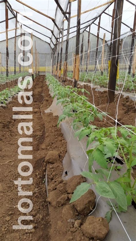 Trellising Hydroponic Tomatoes With HORTOMALLAS Grow Netting