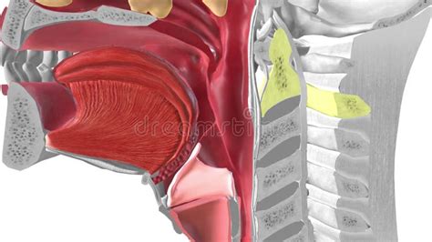 Sinusitis Is An Inflammation Or Swelling Of The Tissue Lining Your Sinuses Stock Video Video