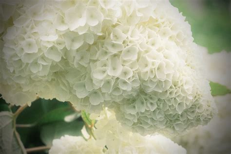 Kotolunokystys Different Types Of White Hydrangeas