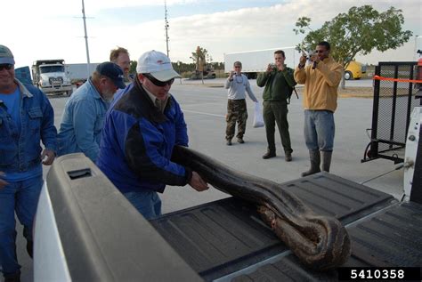 pythons python spp squamata pythonidae 5410358