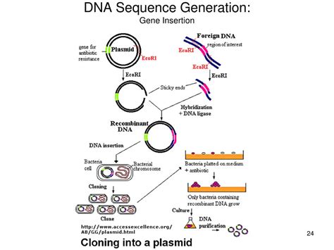 Ppt Sequence Optimization For Synthetic Genes Using Genetic Algorithms Powerpoint Presentation