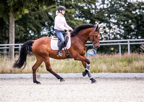 Patrick Hellwig Archive Pferdede Magazin