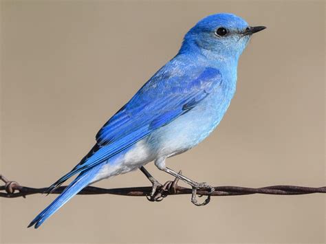 Mountain Bluebird Nestwatch