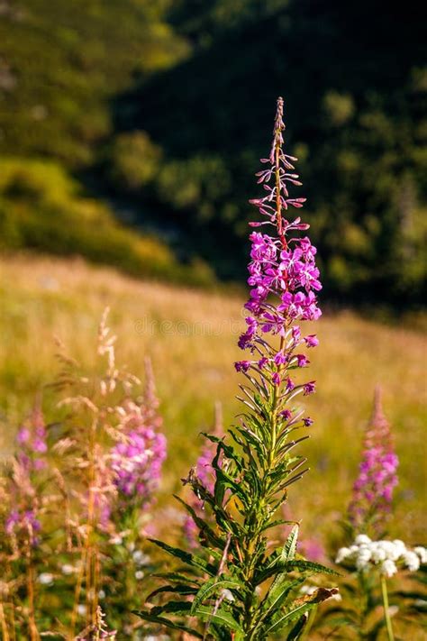 Chamerion Angustifolium Commonly Known As Fireweed Flowers Stock Image