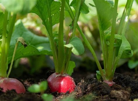 Oregon Vegetable Planting Calendar Month Wise Chart Guide Schedule