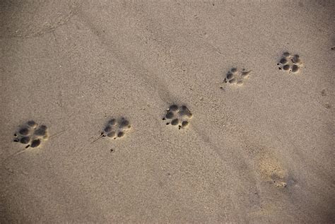 След в след ВЫ ОЧЕВИДЕЦ