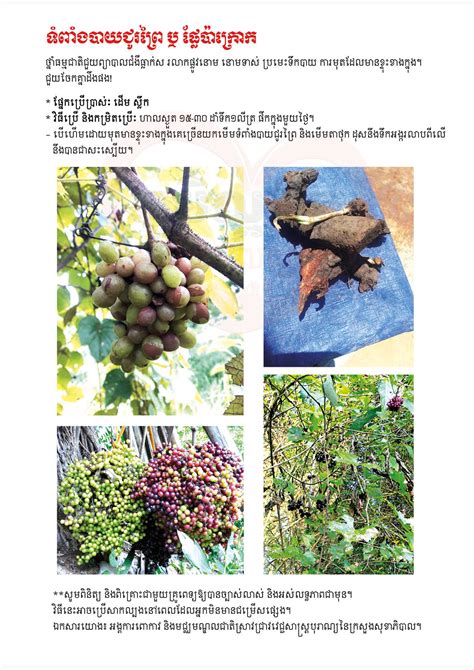 អត្ថប្រយោជន៍ ទំពាំងបាយជូរព្រៃ ភូមិល្អឯក ផលិតផលល្អឯក Facebook