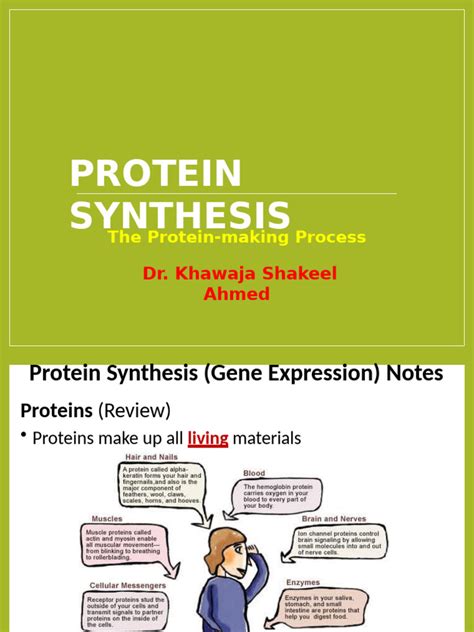 Chapter 6 Protein Synthesis Pdf Translation Biology Messenger Rna