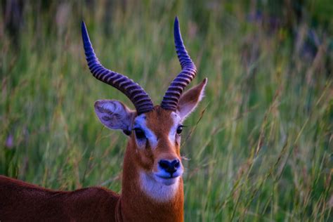 Free Images Vertebrate Wildlife Mammal Antelope Impala Horn