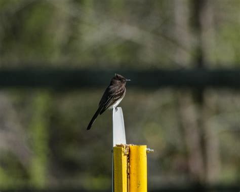 Cute Lil Black Phoebe R Birding