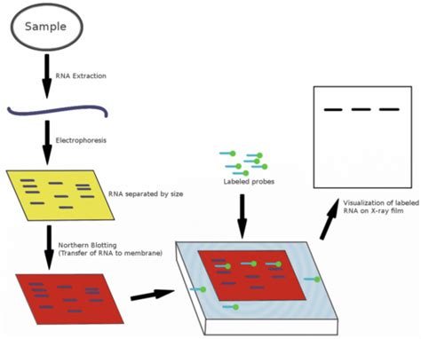 Week Transcriptomics Flashcards Quizlet
