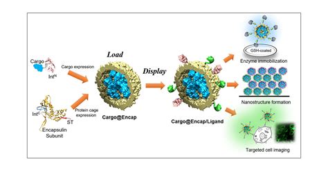 Load And Display Engineering Encapsulin As A Modular Nanoplatform For Protein Cargo