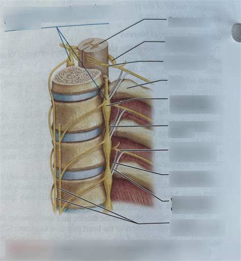 Autonomic Nervous System Diagram Quizlet