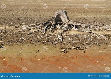 Stump With Revealed Roots Stock Image Image Of Climate 69719651