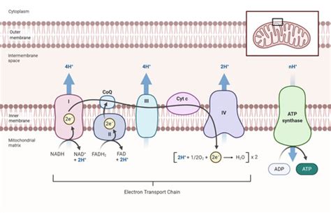 Bio Cellular Respiration Flashcards Quizlet