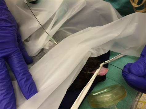 Innovative Intubations Dealing With Difficult Airways Clinicians Brief