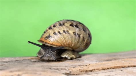 3 Ways To Find Which Process Listening On A Particular Port In Linux Howtouselinux