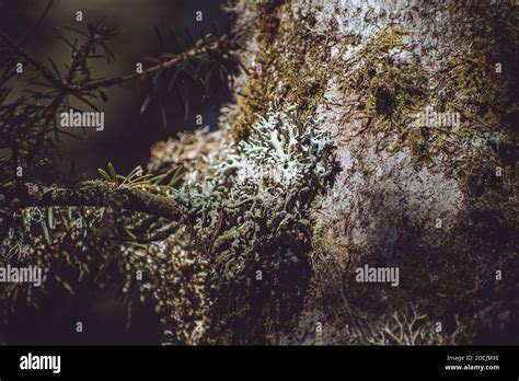 Moss Mold And Lichen On Tree Branch Stock Photo Alamy