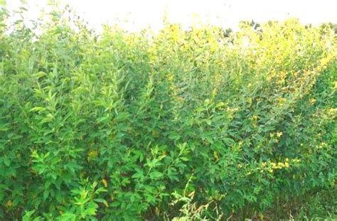 ကျောက်ဆည်မြို့တွင် ပဲစင်းငုံ ၁၆၉၁ ဧက လျာထားစိုက်ပျိုး Myanmar Digital News