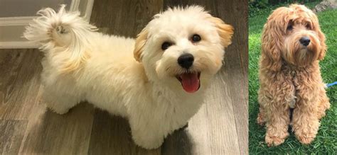 Maltipoo Vs Cockapoo Breed Comparison Mydogbreeds