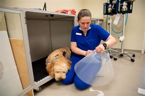 Dvids News Veterinary Readiness Activity Fort Belvoir Nips It In