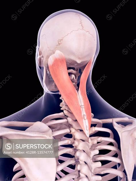 Illustration Of The Splenius Capitis Muscles Superstock