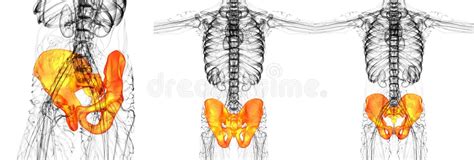 Cartilage Pelvis Stock Illustrations 1822 Cartilage Pelvis Stock
