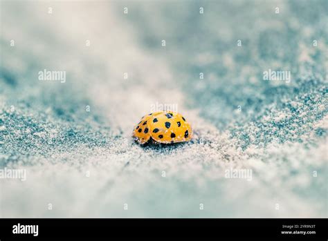 Yellow Ladybug On The Frozen Leaf Ladybird Insect Macro Shot Stock