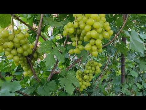 Тайна Монаха виноград Теплова Татьяна 07 08 20 - YouTube
