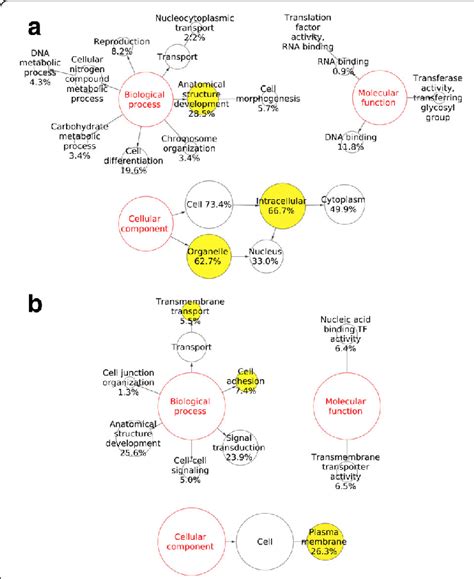 Bingo Results Visualized As Cytoscape Graphs For A Downregulated Genes Download Scientific