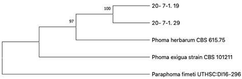 Psychrotolerant Strains Of Phoma Herbarum With Herbicidal Activity