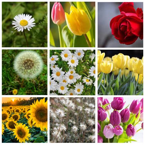 Deep Learning Project Flowers Classification With Cnn And Transfer Learning Using Residual