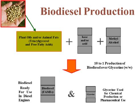 Biodiesel Fuel Production By Transesterification Of Oils