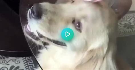 Bamboozling Golden Pupper  On Imgur