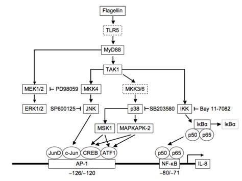 Schematic Representation Of L Pneumophila Induced Signal Transduction