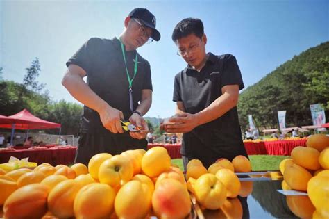 平谷2024鲜桃季正式开启 名优大桃陆续上市 千龙网·中国首都网
