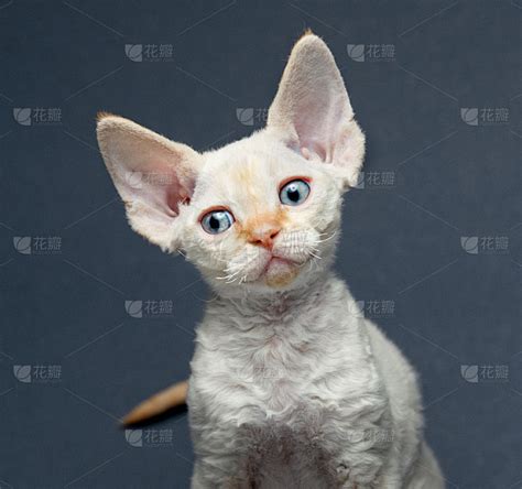 可爱的德文雷克斯小猫。