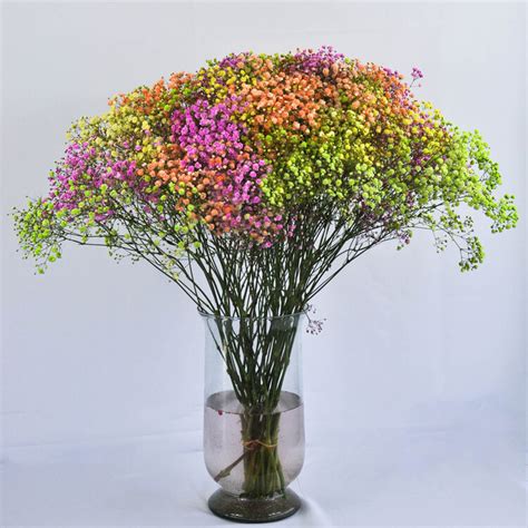 Rainbow Candy Garden Nina Flowers