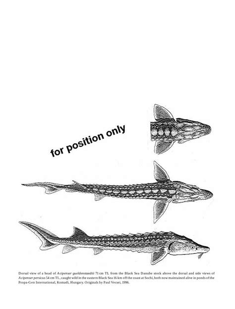 Pdf Species Structure Contemporary Distribution And Status Of The