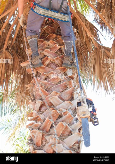 Arborist Up Palm Tree With Safety Harness And Chainsaw Swinging Below Stock Photo Alamy