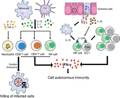 The Role Of Ifn γ Mediated Host Immune Responses In Monitoring And The