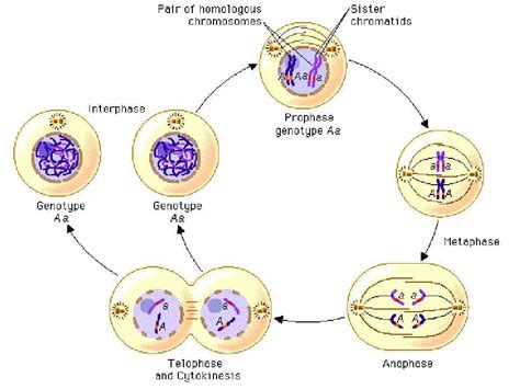 Unveiling The Answers To The Mitosis Virtual Lab