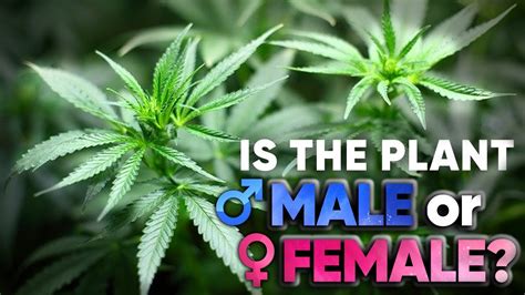 How To Sex Test Regular Bud Seeds Discover The Secret Formula YouTube