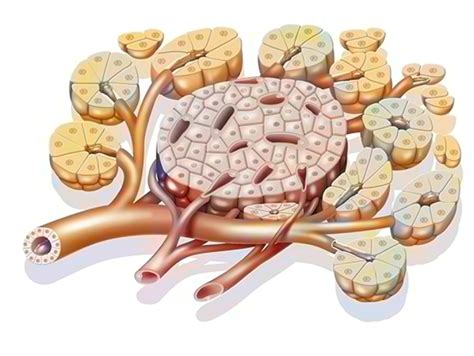 Diabetes Txnip Involved In Increased Secretion Of Glucagon From