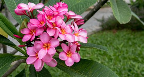 12 Intriguing Facts About Impala Lily Facts Net