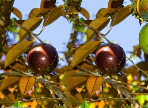 Abiu Fruta Preço Venda Compra Mf Rural