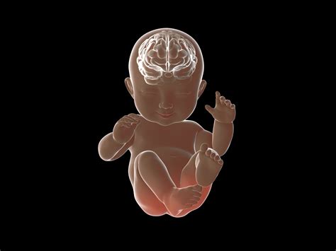 What Is Early Brain Development At Pam Dameron Blog