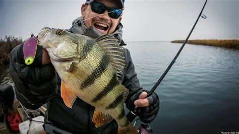 How To Catch Perch In The Uk A Practical Guide For River And Lake